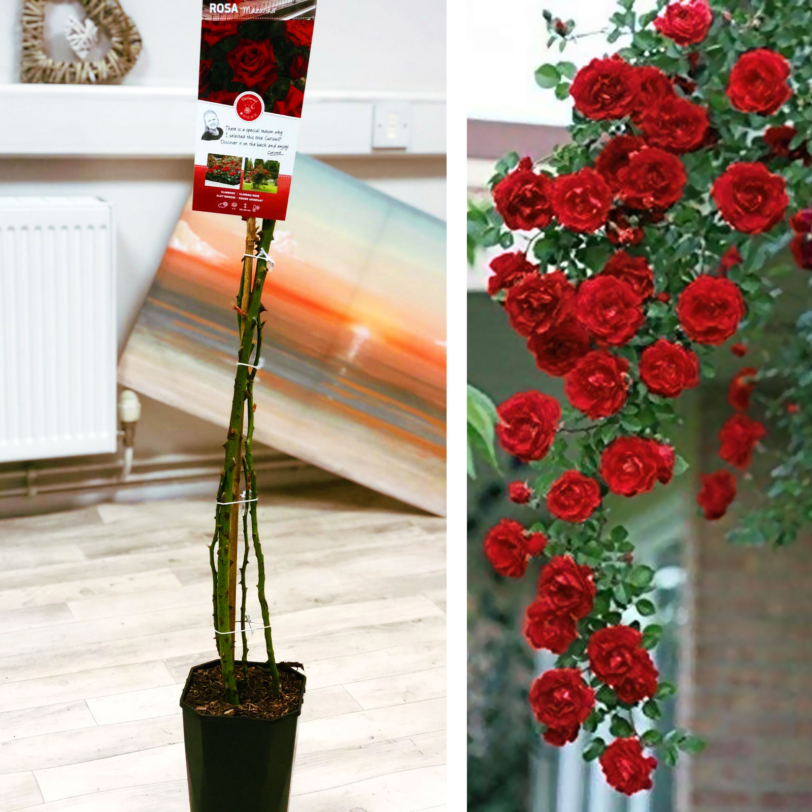 1 FRAGRANT CLIMBING / BUSH ROSE BARE ROOTED PLANT SHRUB RED PURPLE ...