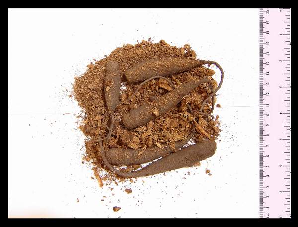 3x MIRABILIS JALAPA MIXED 4 O' CLOCK FLOWER SPRING GARDEN PATIO RPLANT ...